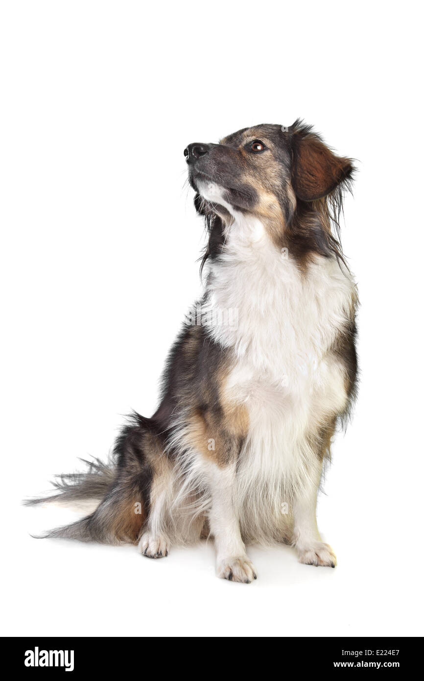 Tri dog hi-res stock photography and images - Alamy