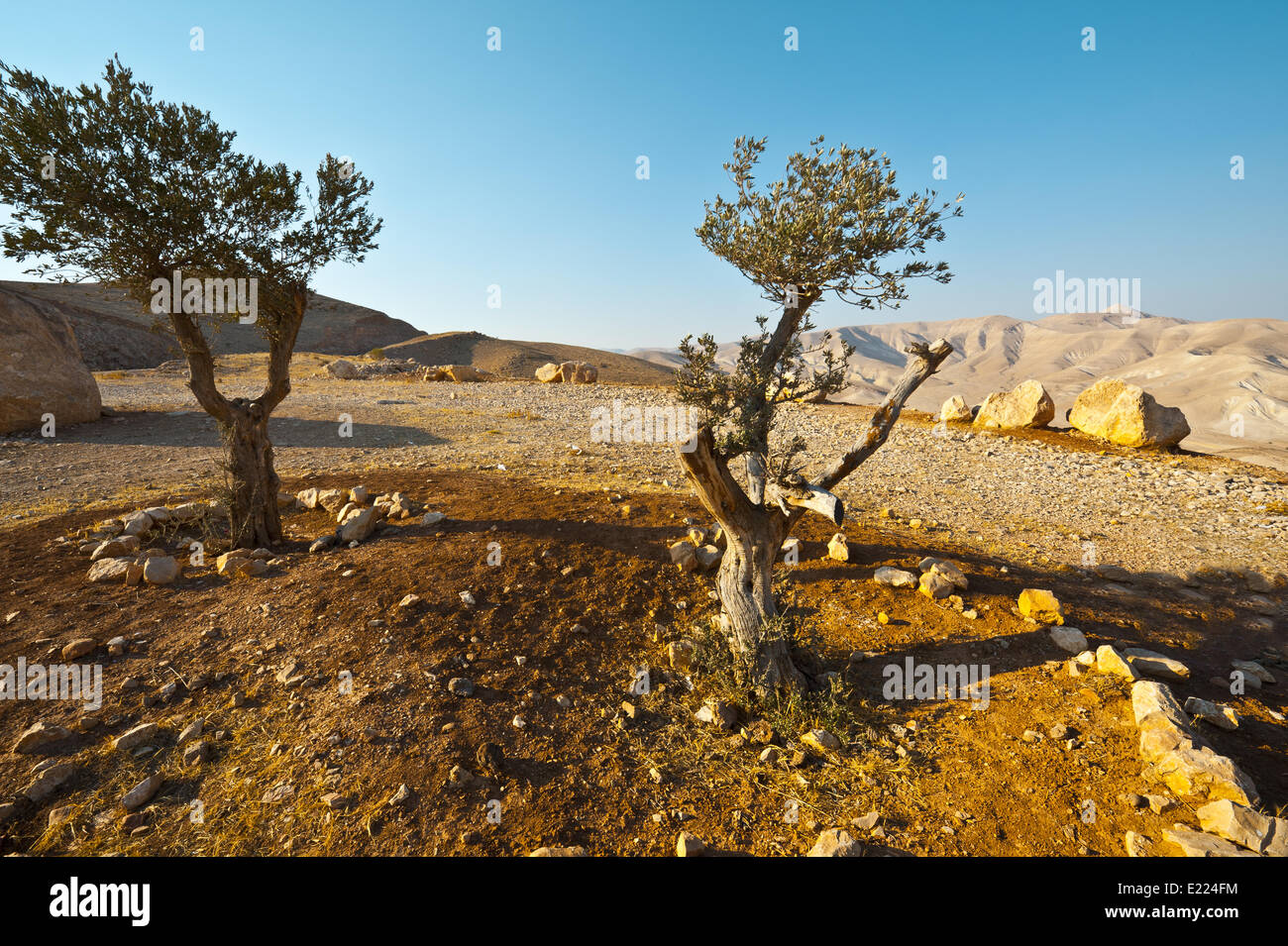 Field samaria hi-res stock photography and images - Alamy