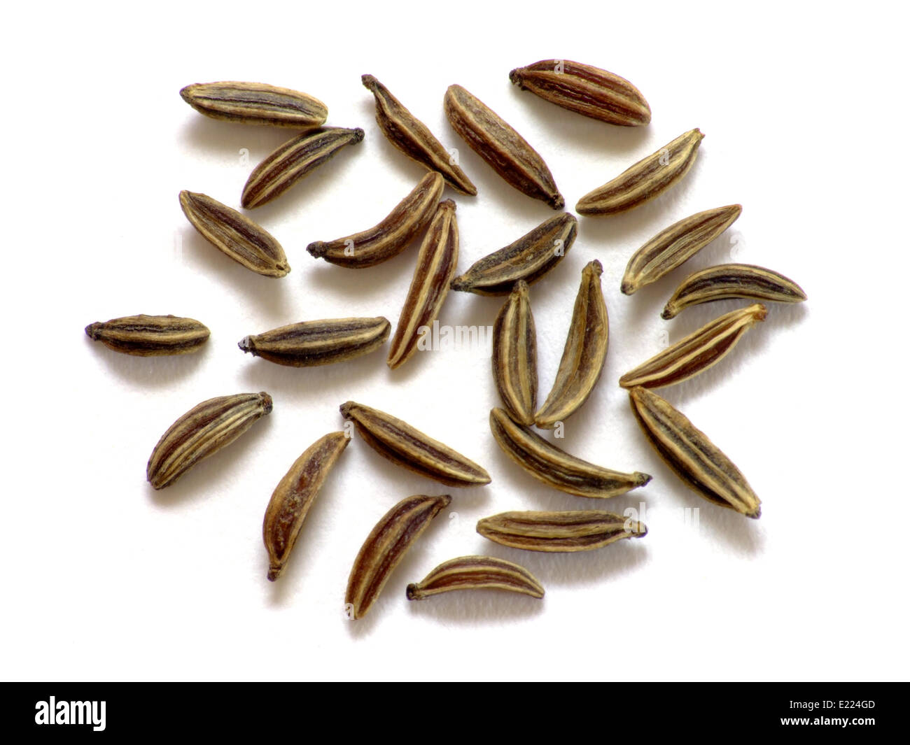 Kümmel / caraway seeds (Carum carvi Stock Photo - Alamy