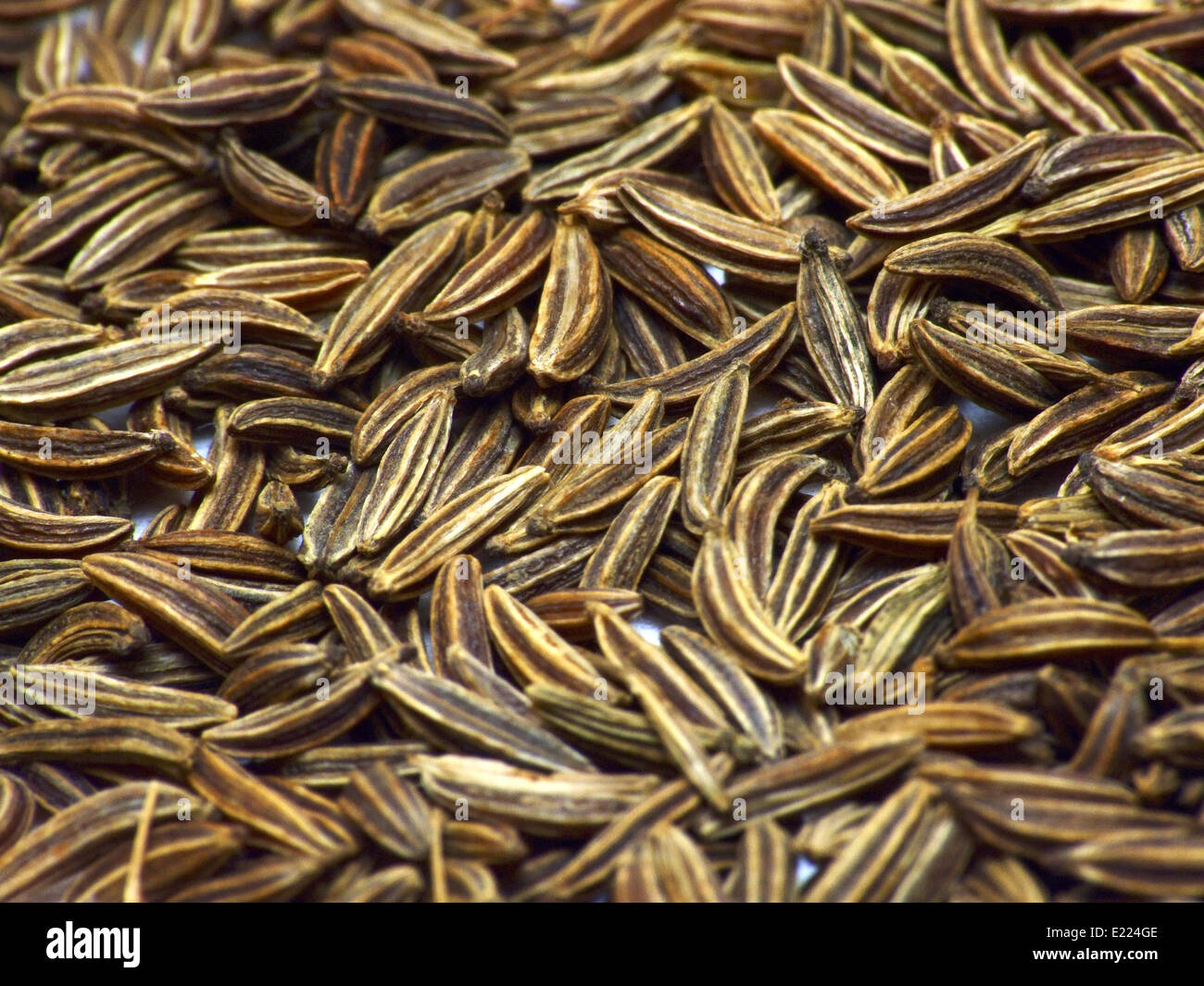 Kümmel / caraway (Carum carvi Stock Photo - Alamy