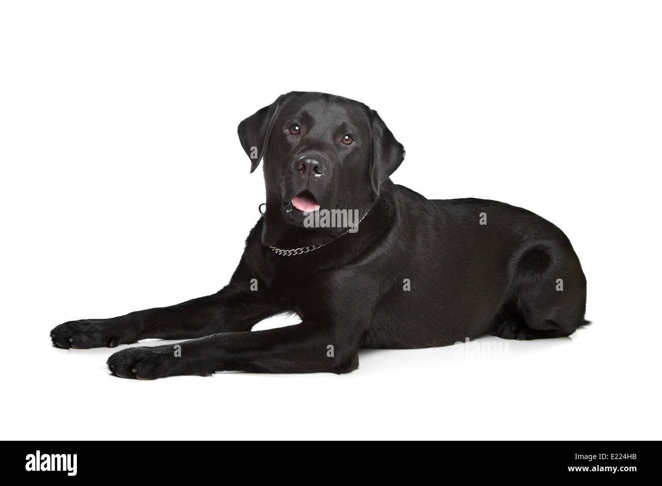 White background black labrador Cut Out Stock Images & Pictures - Alamy