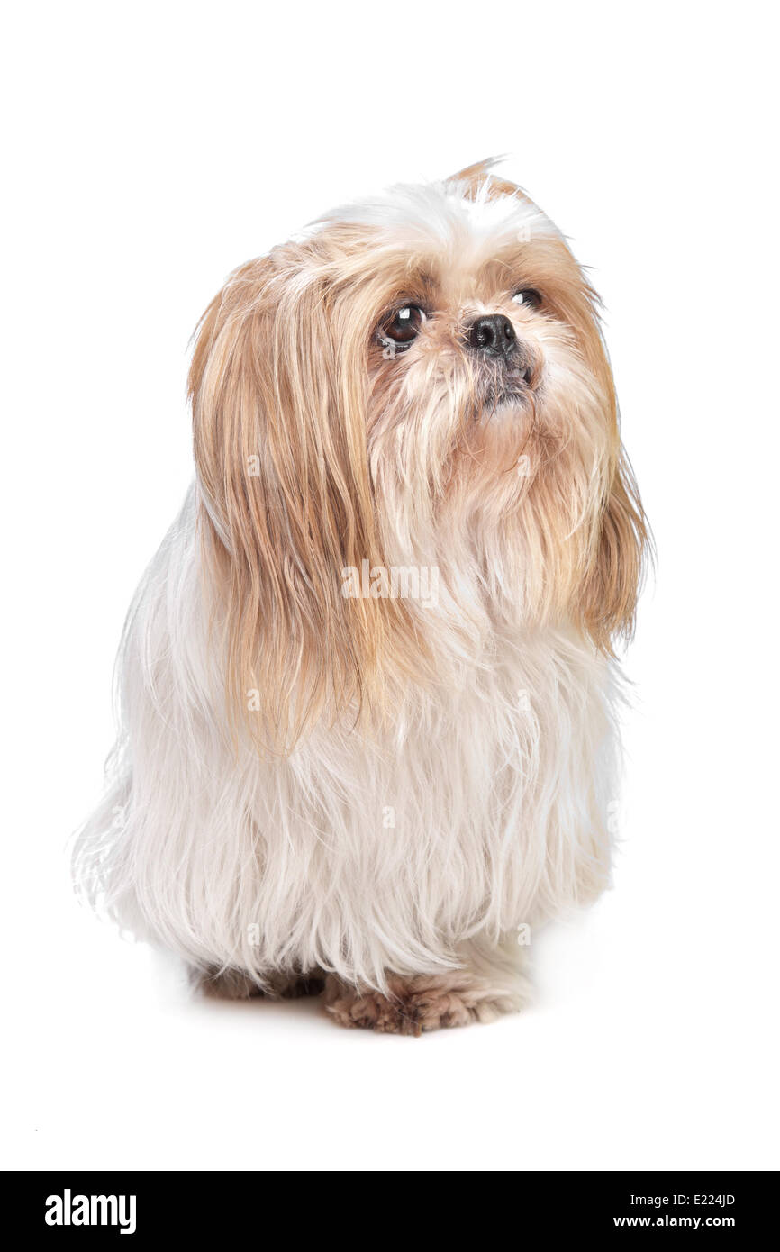 long haired small dog Stock Photo - Alamy
