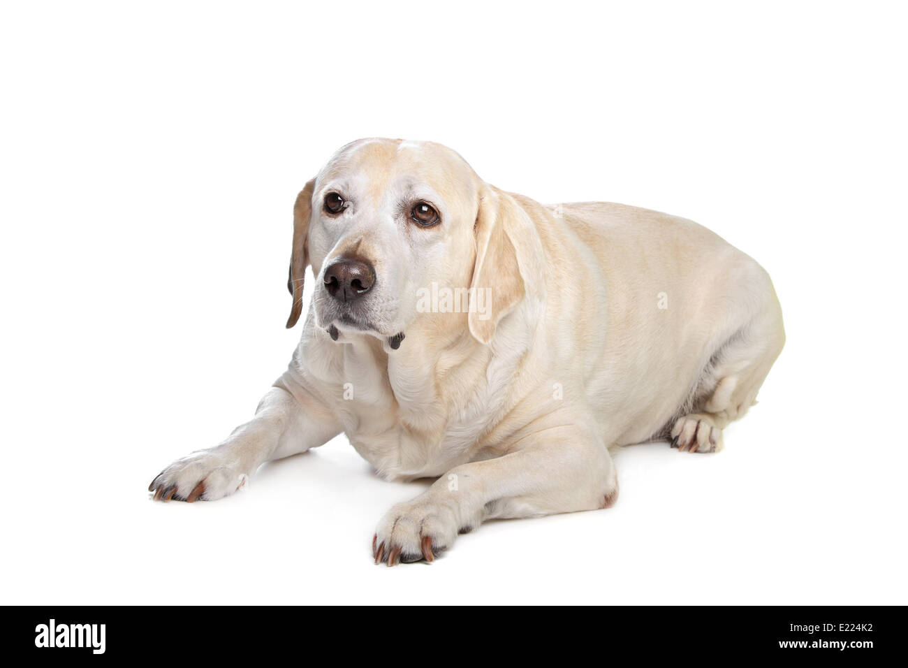 scared labrador dog Stock Photo - Alamy