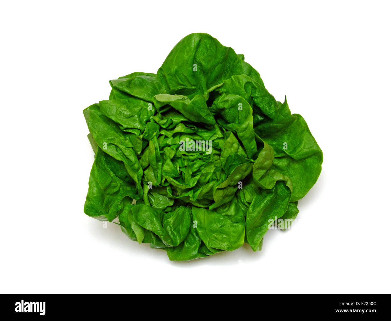 Lettuce salat hi-res stock photography and images - Alamy