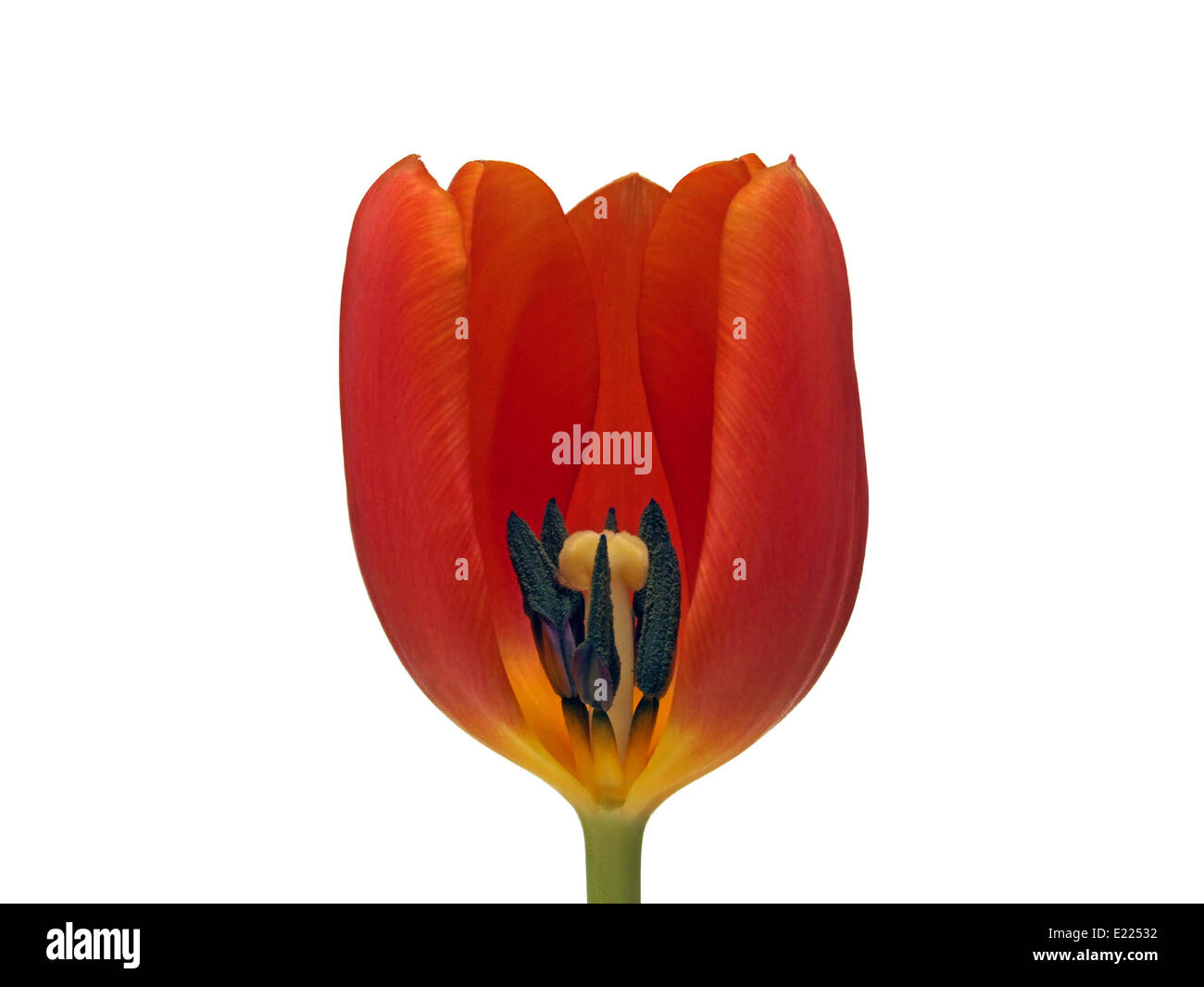 Inside of a tulip hi-res stock photography and images - Alamy