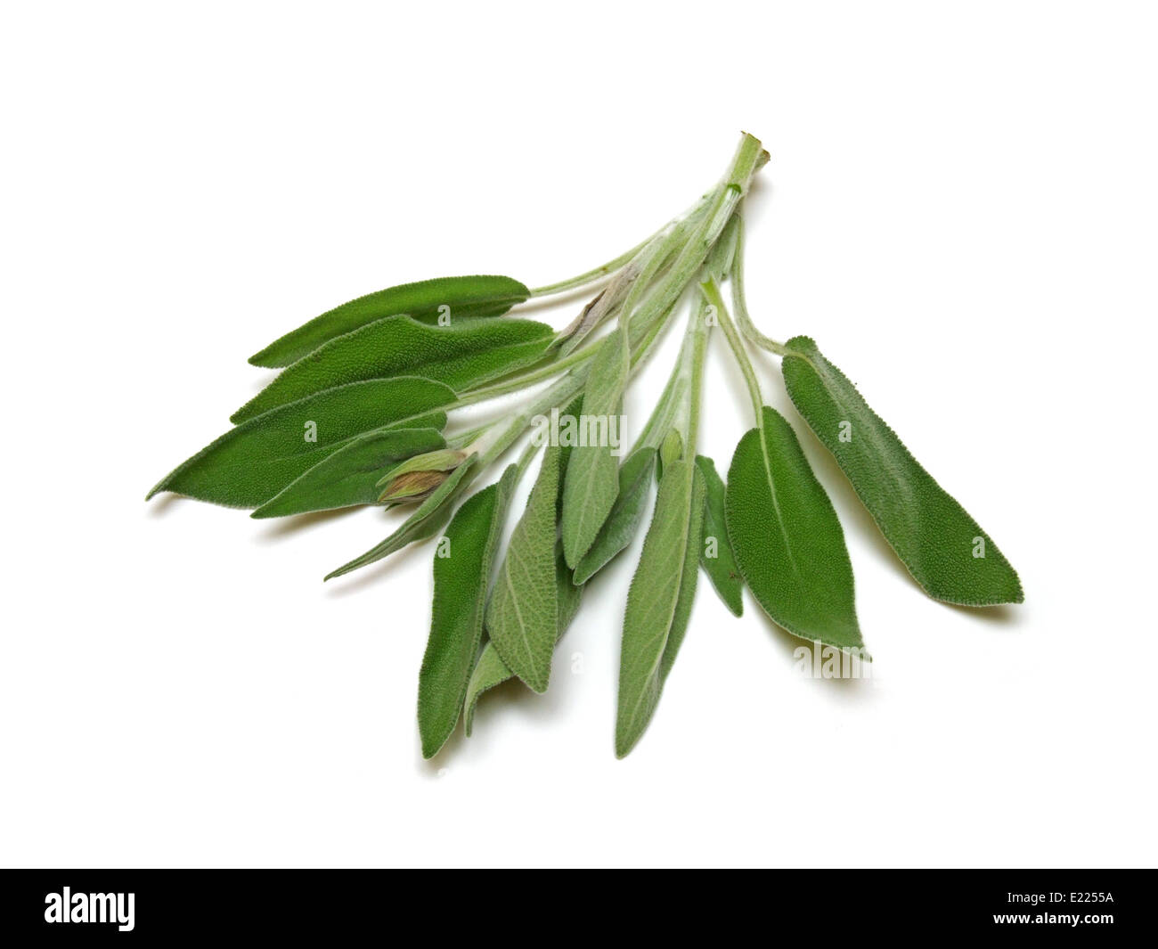 Sage dish Cut Out Stock Images & Pictures - Alamy