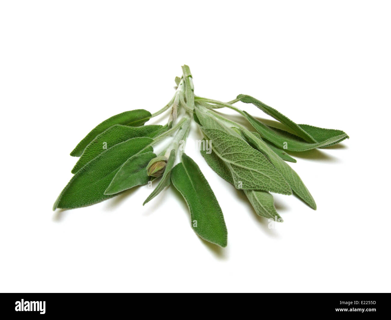 Garden sage hi-res stock photography and images - Alamy