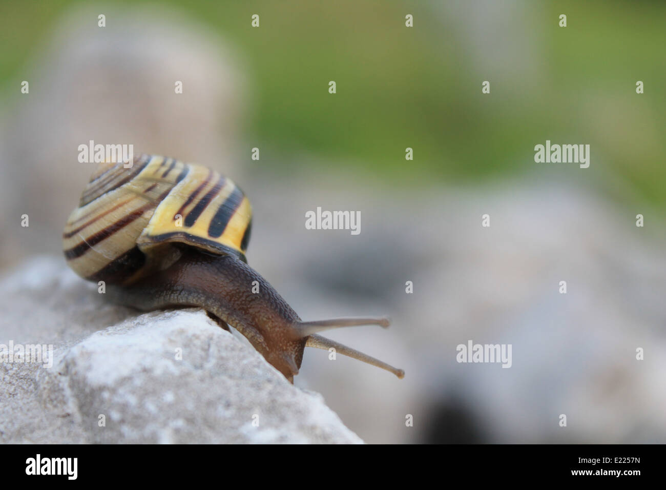 Snail climbing on a rock Stock Photo - Alamy