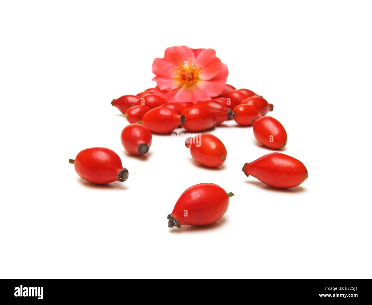 Rosa rosa rot hi-res stock photography and images - Alamy