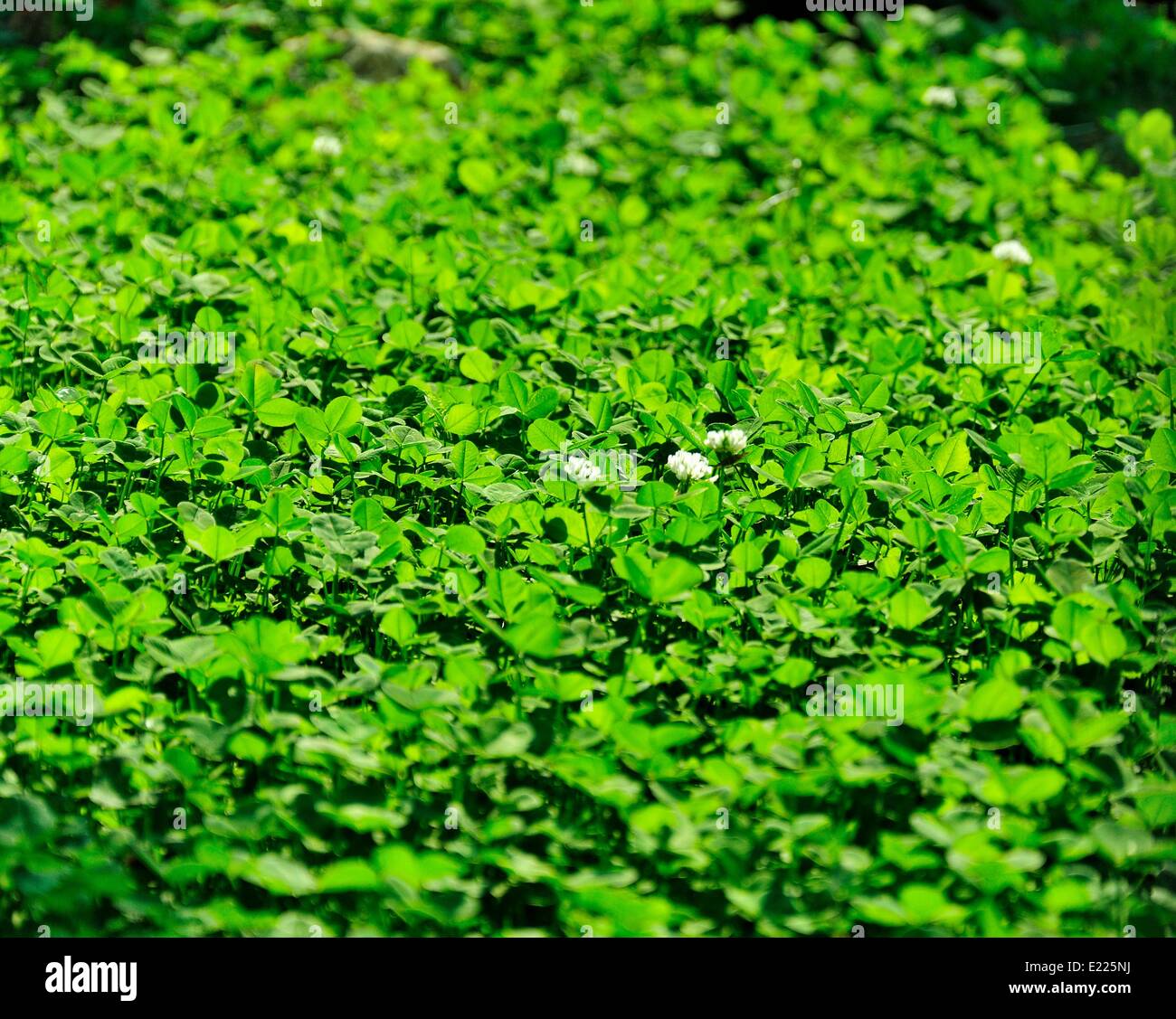 Luckyness Hi res Stock Photography And Images Alamy luckyness-hi-res-stock-photography-and-images-alamy