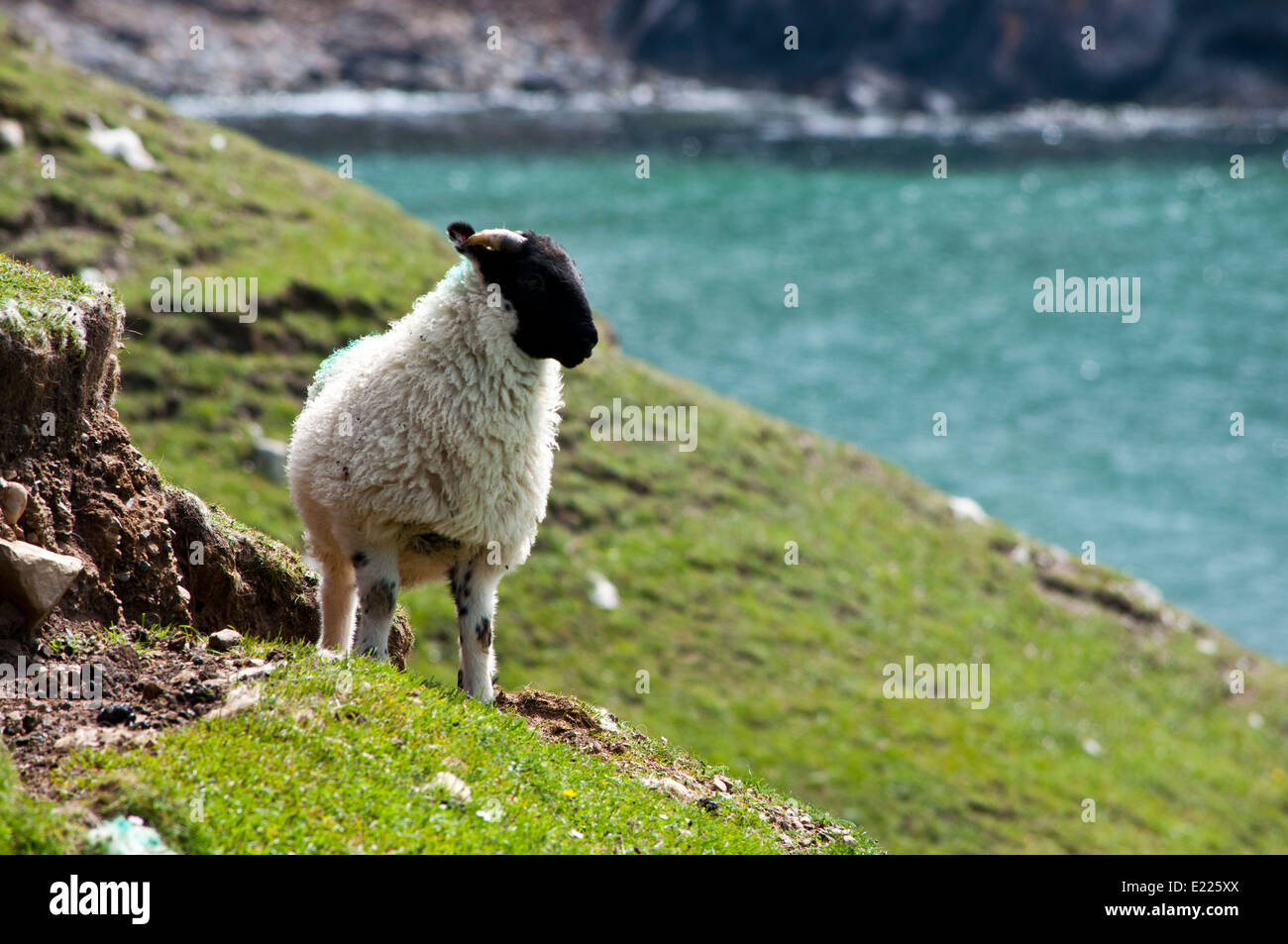 Irish sheep hi-res stock photography and images - Alamy