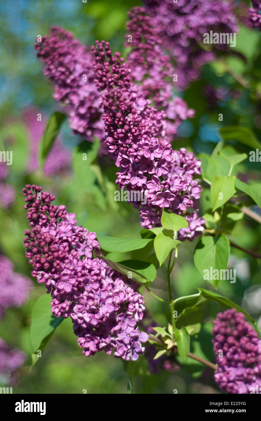 flower of the common lilac Stock Photo - Alamy
