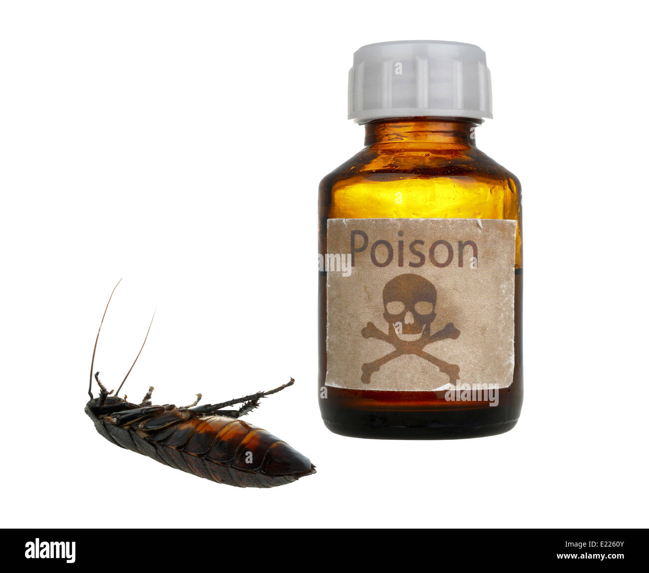 old bottle of poison and dead cockroach Stock Photo - Alamy