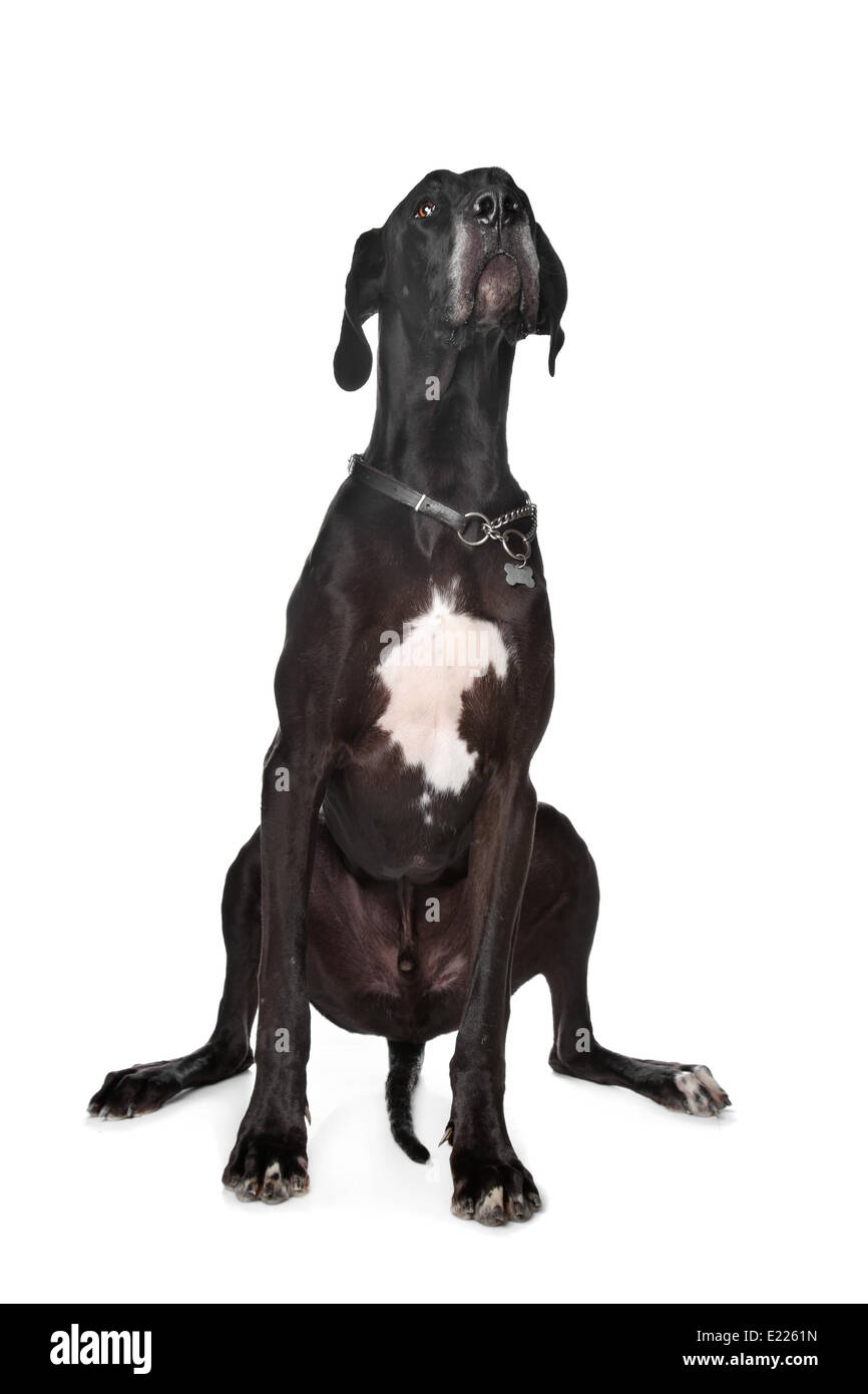 Pedigree great dane dog Cut Out Stock Images & Pictures - Alamy