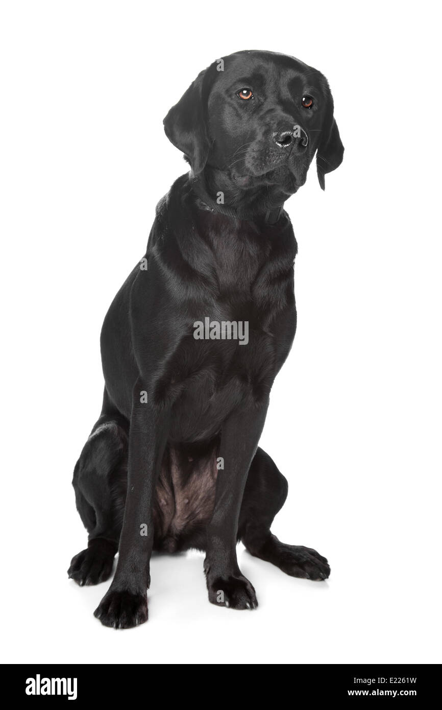 Black Labrador Retriever Stock Photo - Alamy