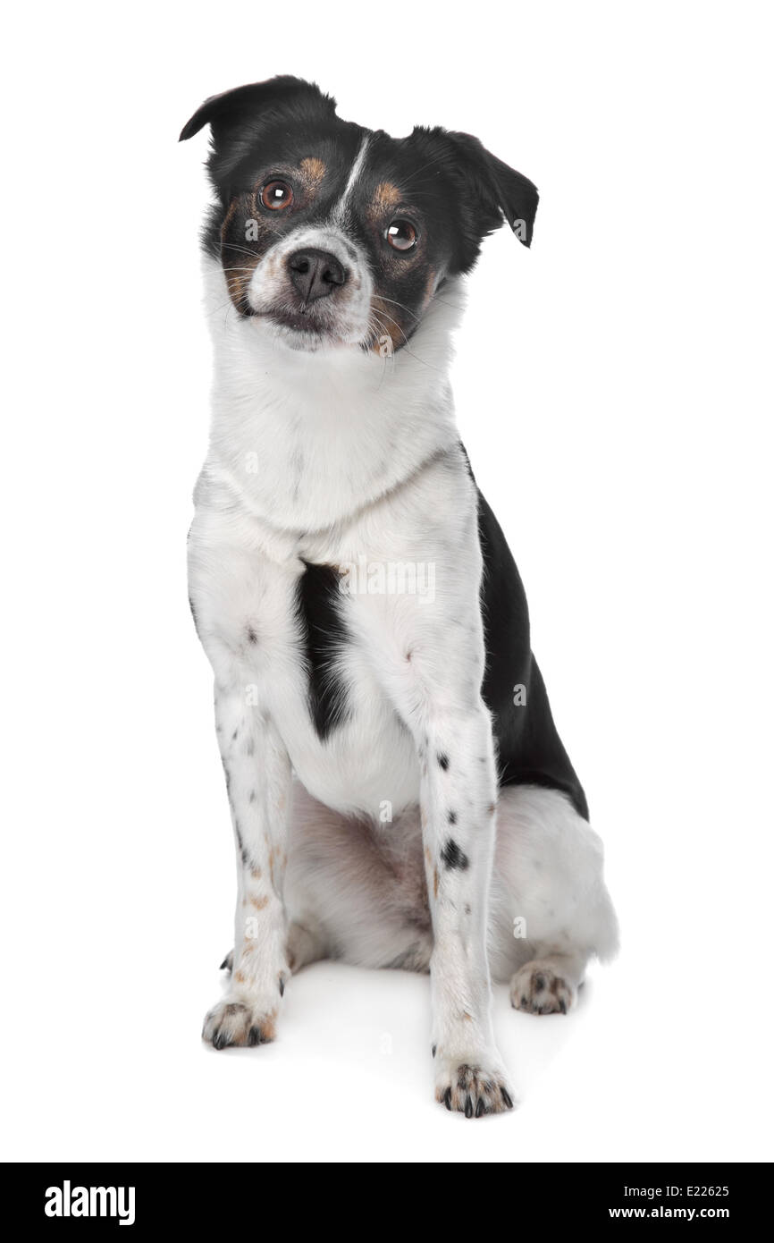 Boerenfox terrier hi-res stock photography and images - Alamy