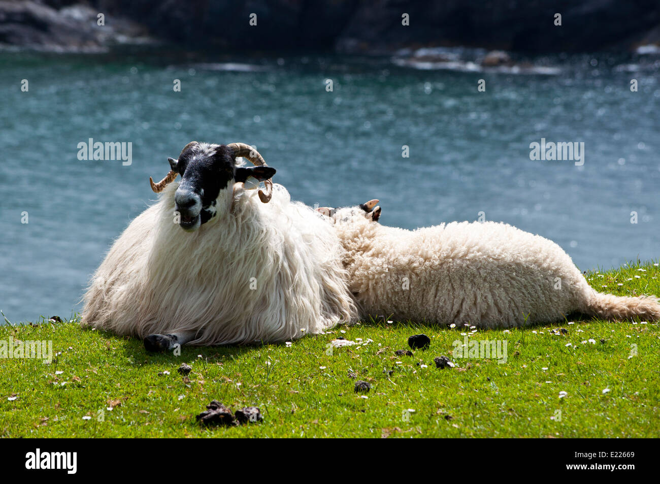 Irish sheep hi-res stock photography and images - Alamy