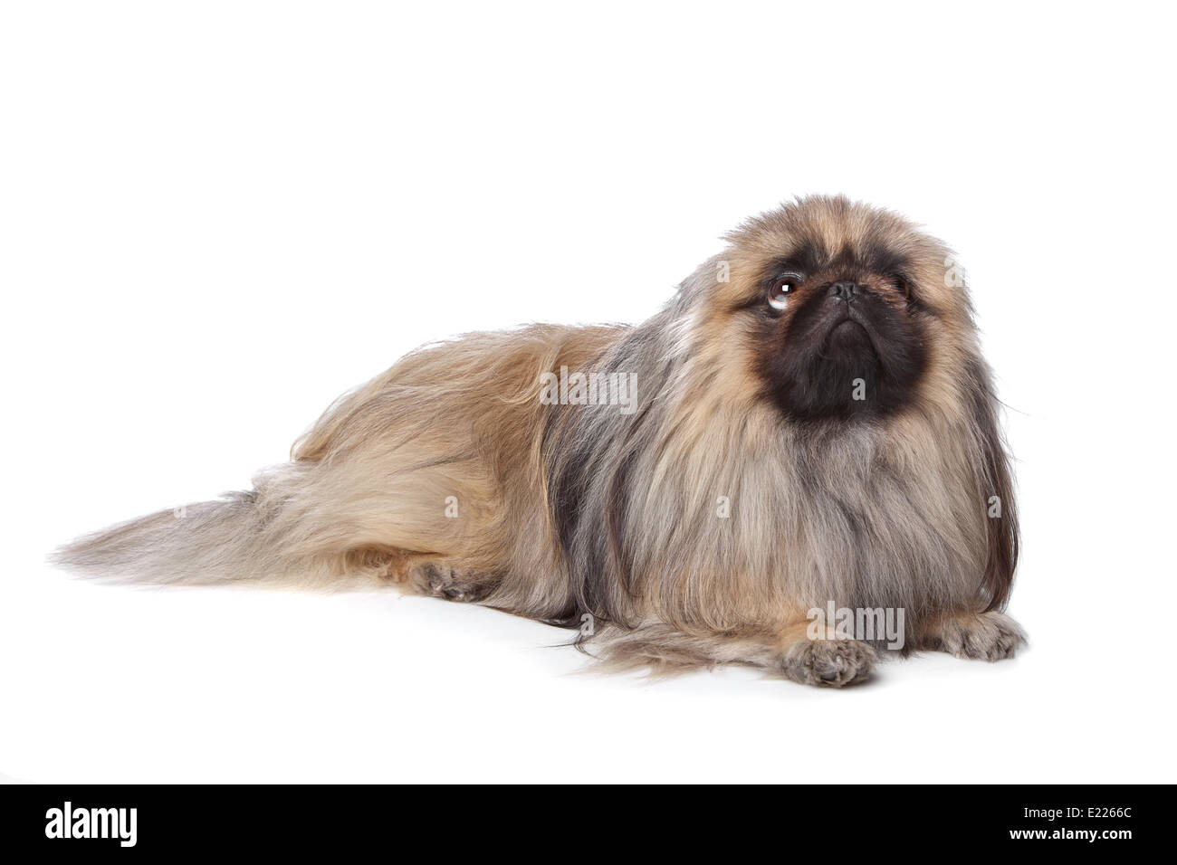 Purebred Pekingese High Resolution Stock Photography and Images - Alamy