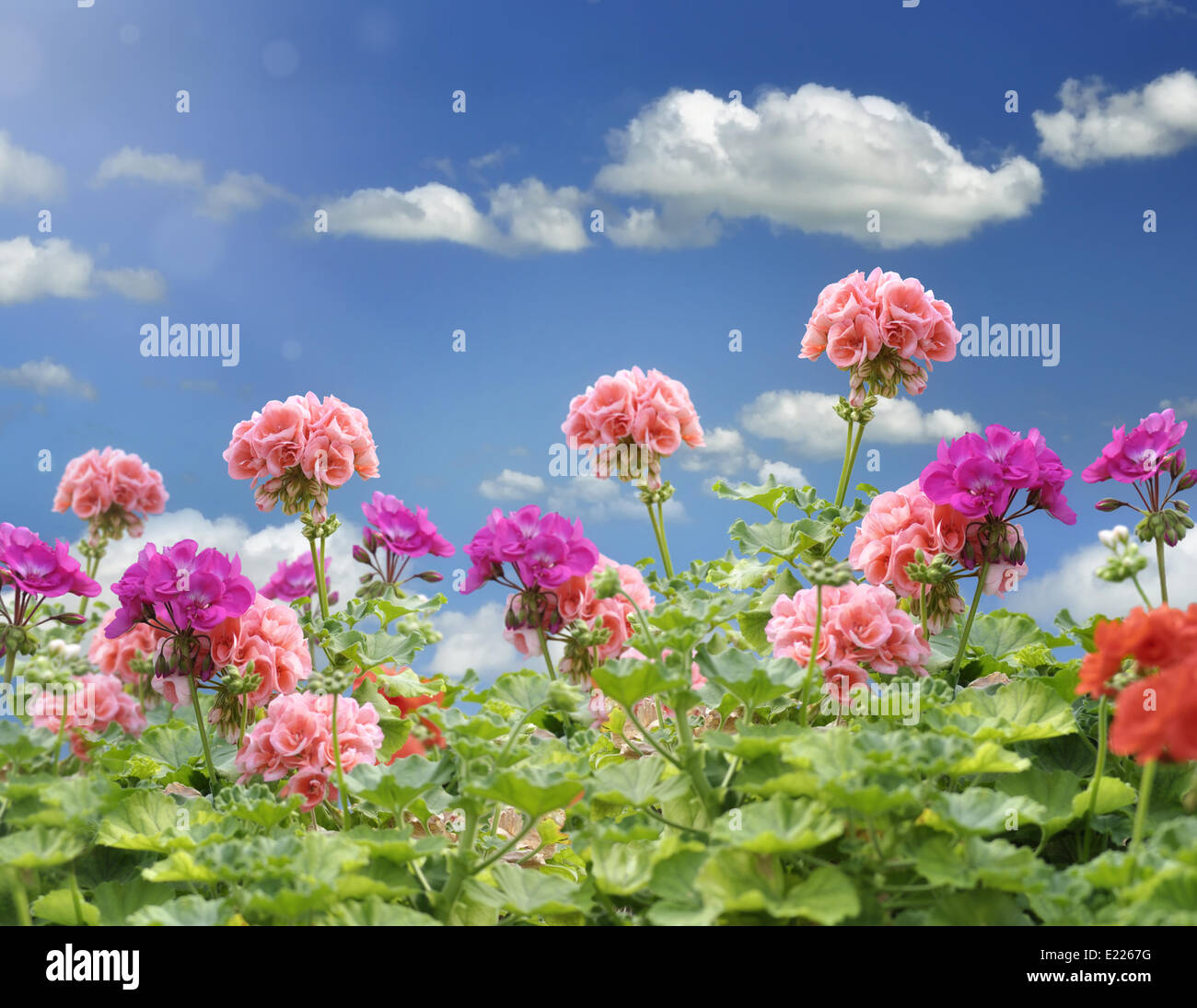 Geranium ‘blue cloud’ hi-res stock photography and images - Alamy