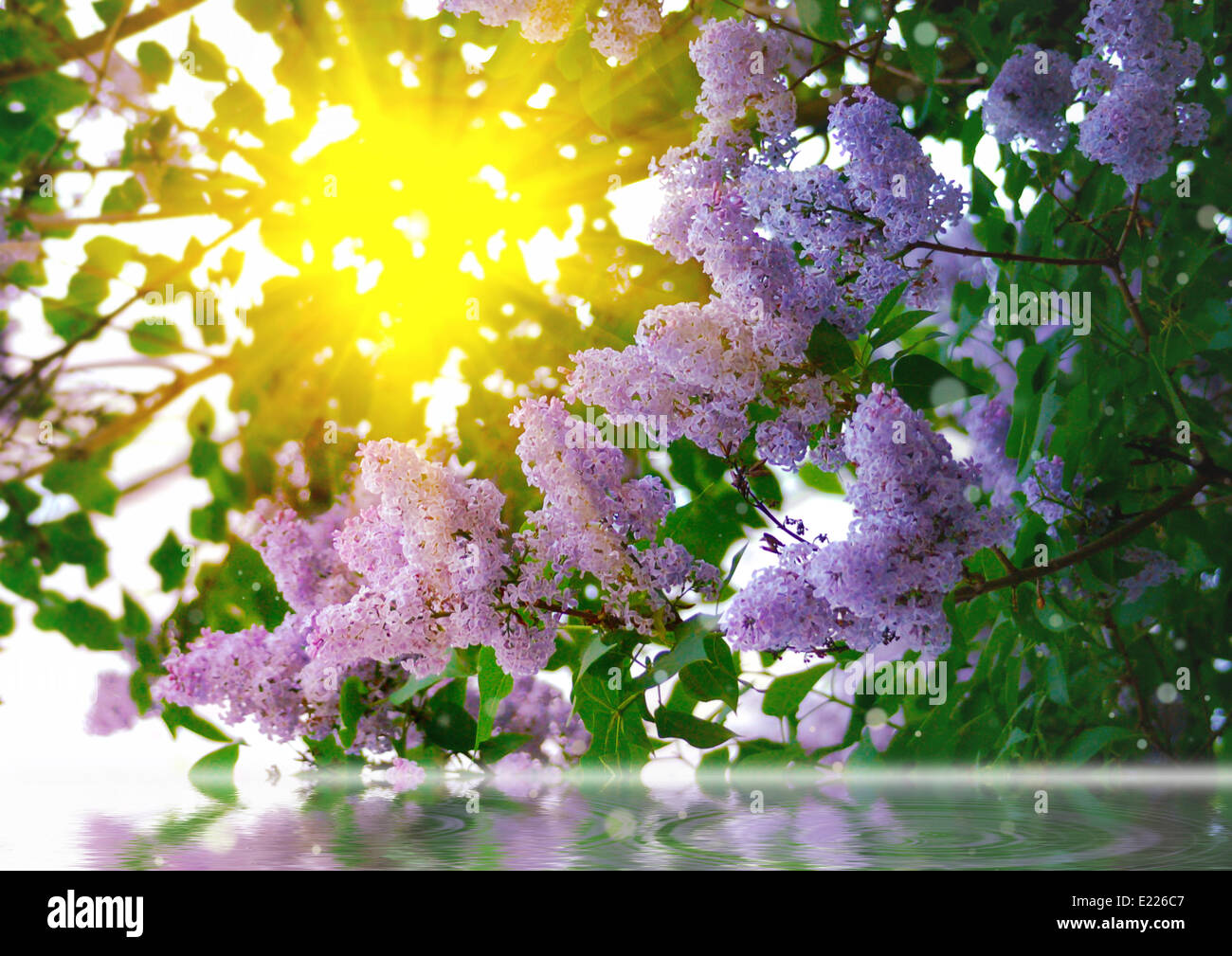 Branches of lilac Stock Photo - Alamy