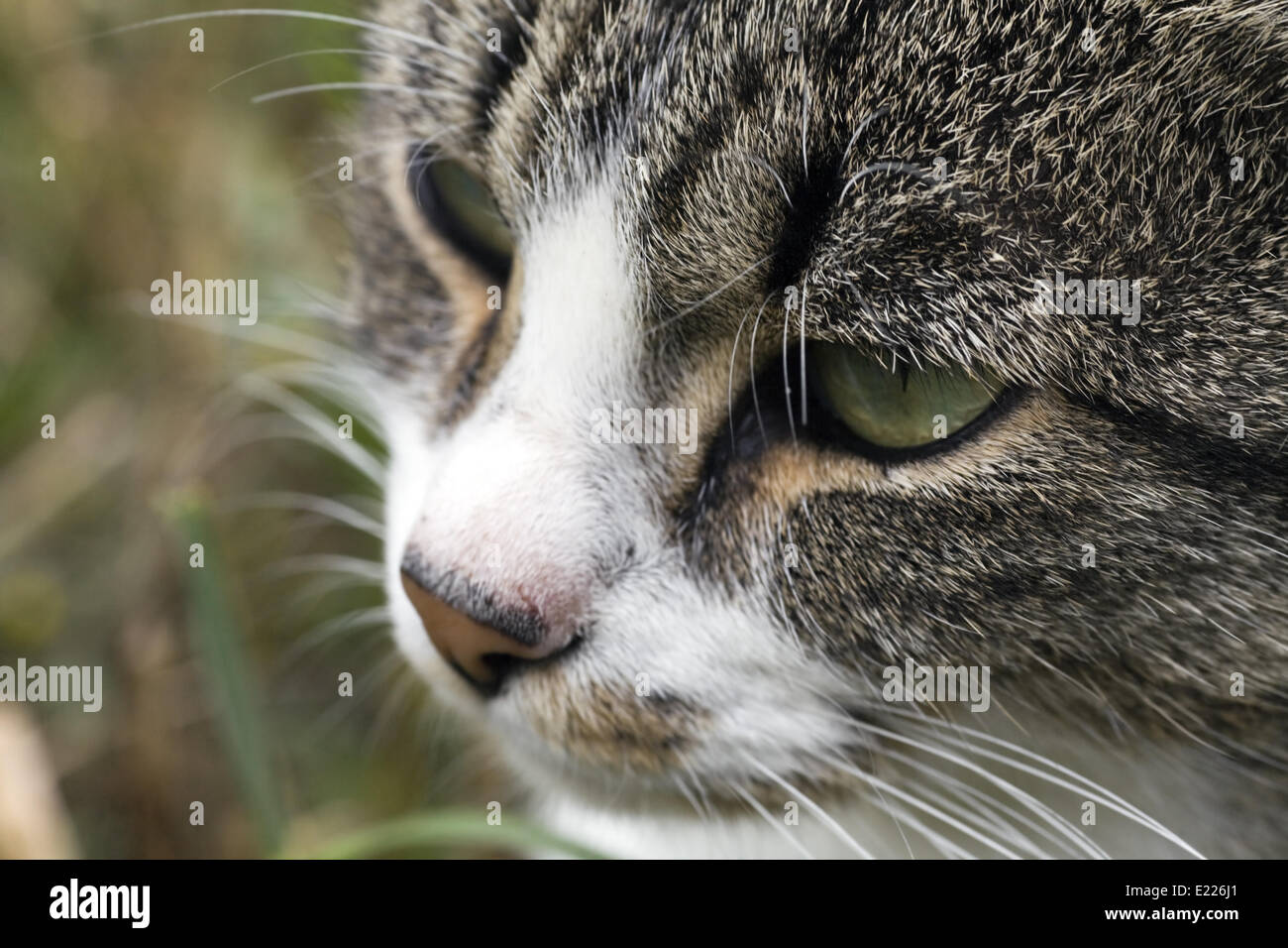 Close up of cats head hi-res stock photography and images - Alamy