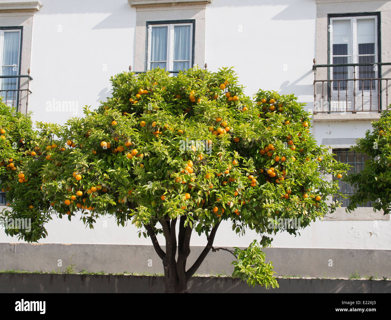 Orange Tree Main Square Faro Portugal Stock Photo - Alamy