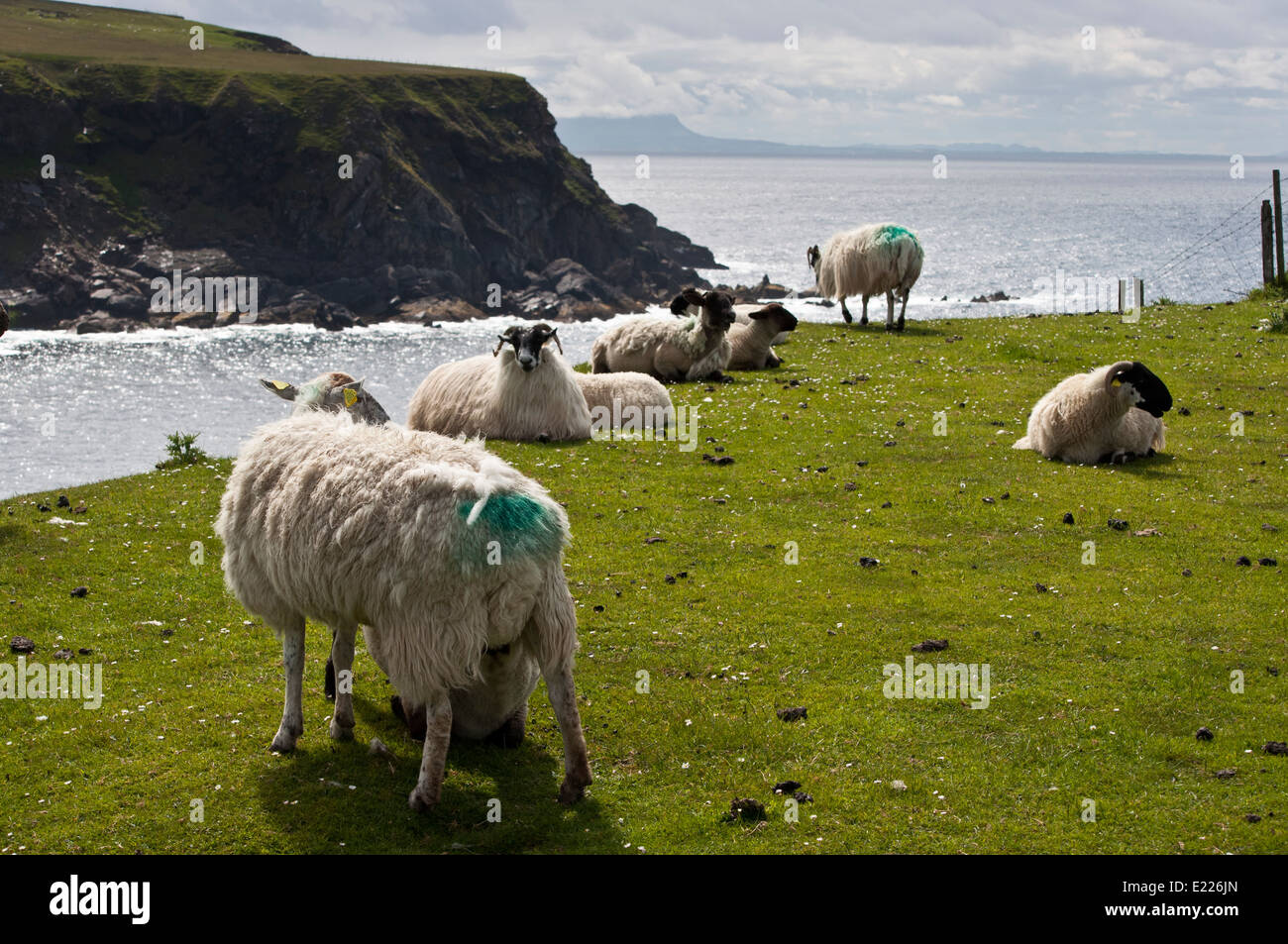 Flock of Irish sheep and lambs on coast cliffs Malin Beg Stock Photo ...