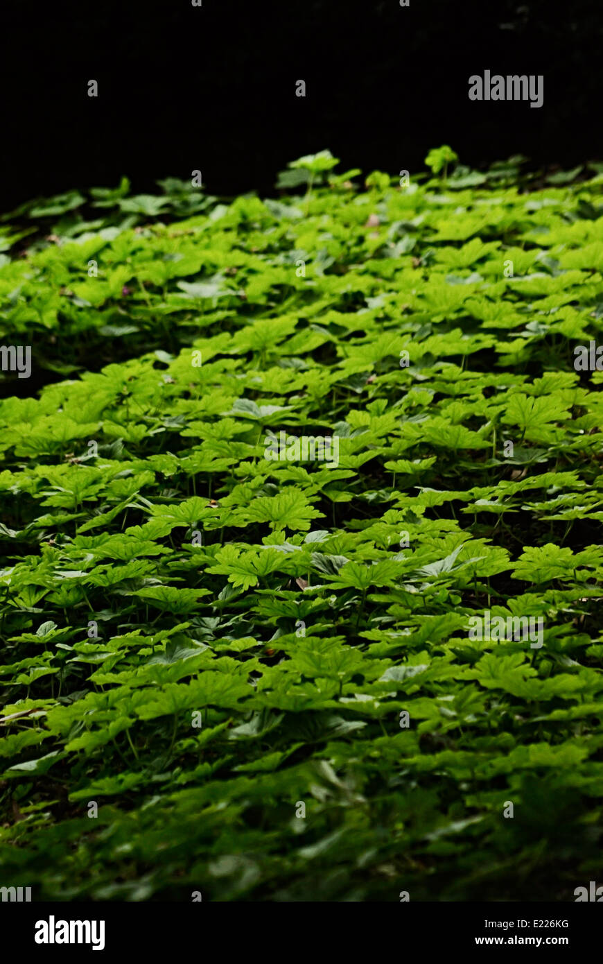 Standard bush hi-res stock photography and images - Alamy