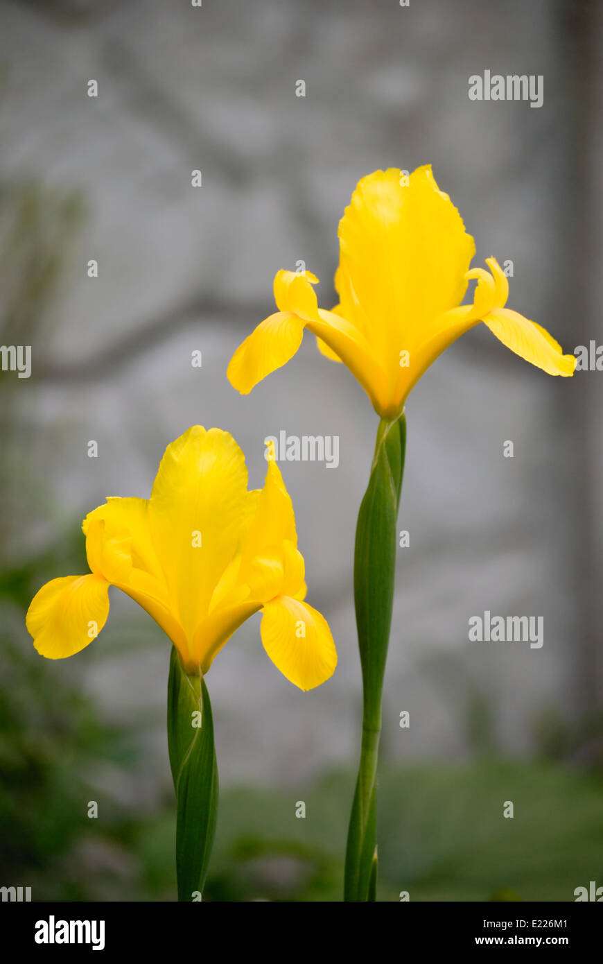 beautiful spring flower iris. nature Stock Photo - Alamy
