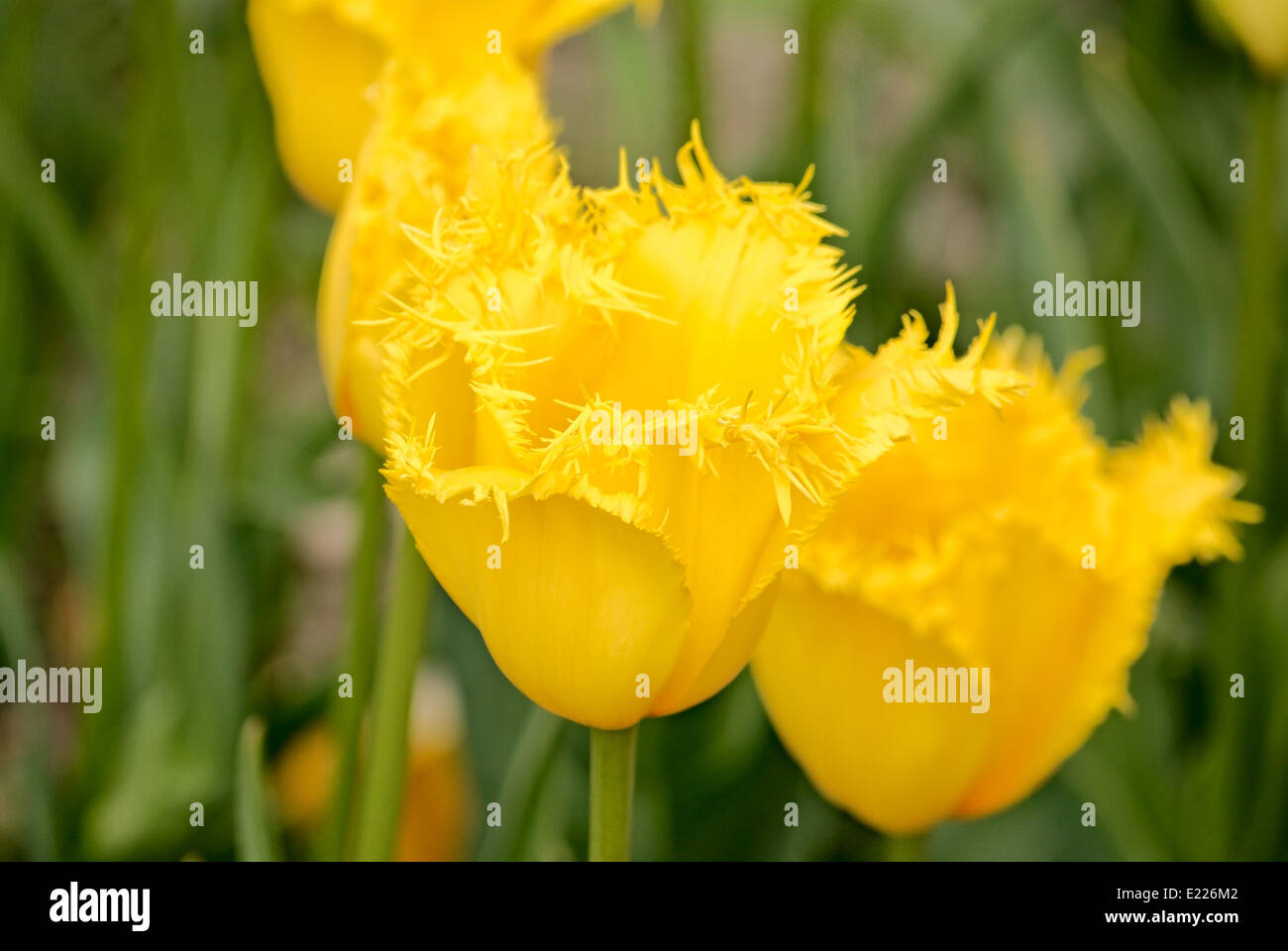 beautiful spring flower tulips. nature Stock Photo - Alamy