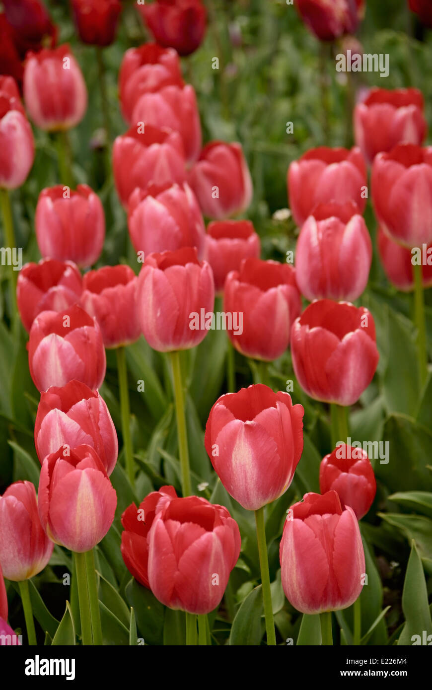 beautiful spring tulips in nature. Close up Stock Photo - Alamy