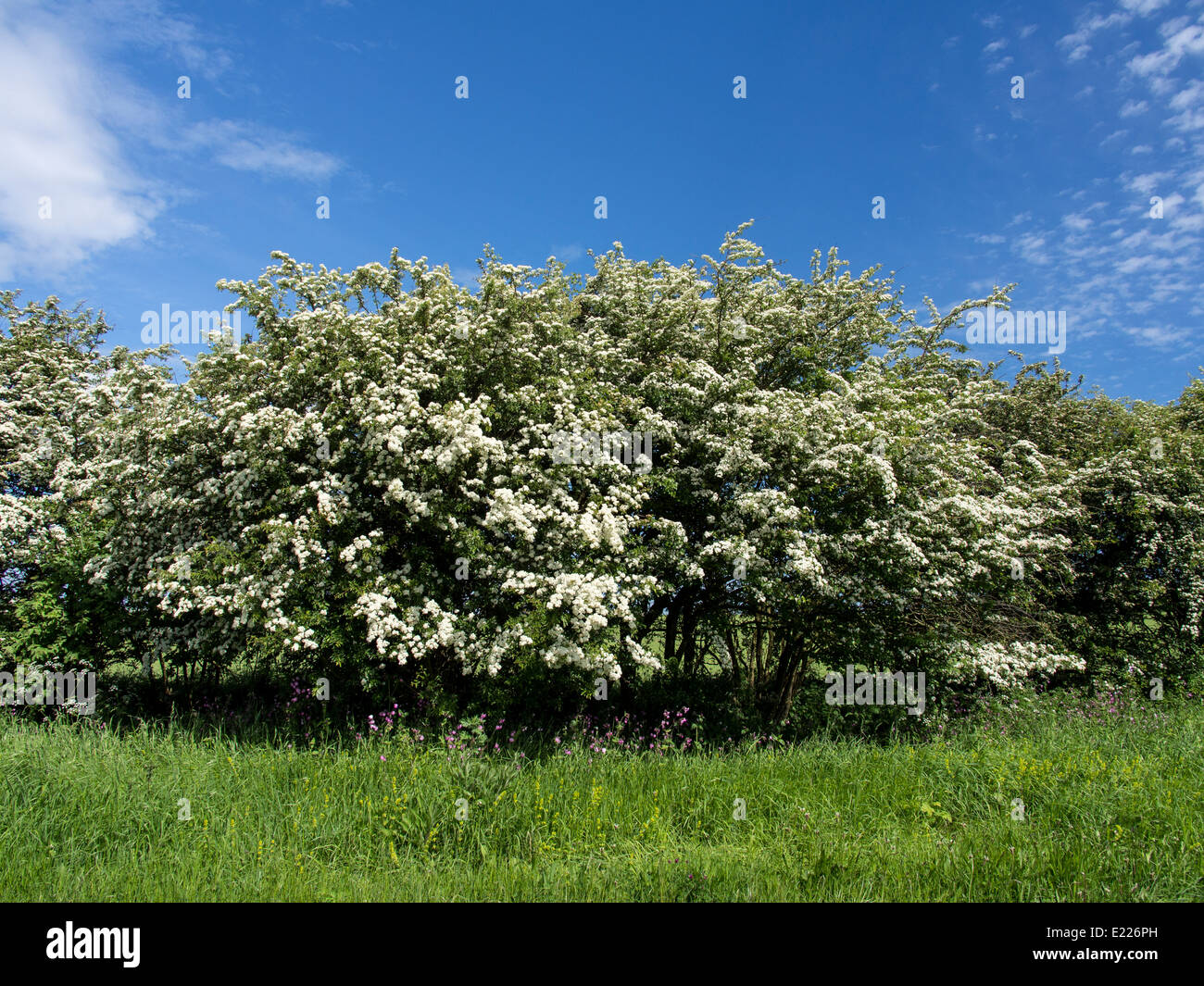 Hawthorn Crataegus monogyna Hedge Woldgate East Yorkshire UK Stock ...