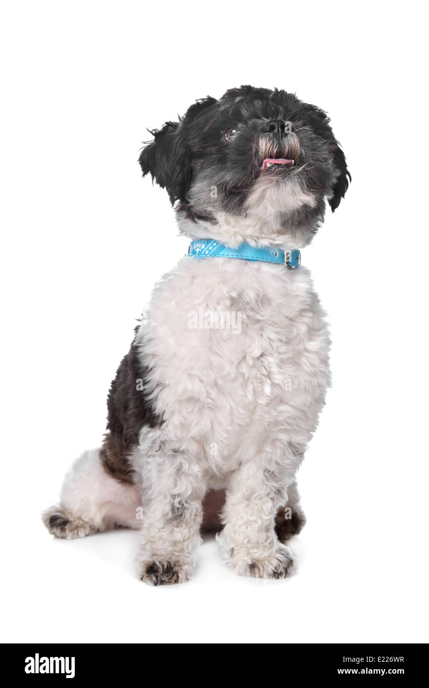 mixed breed boomer dog Stock Photo - Alamy