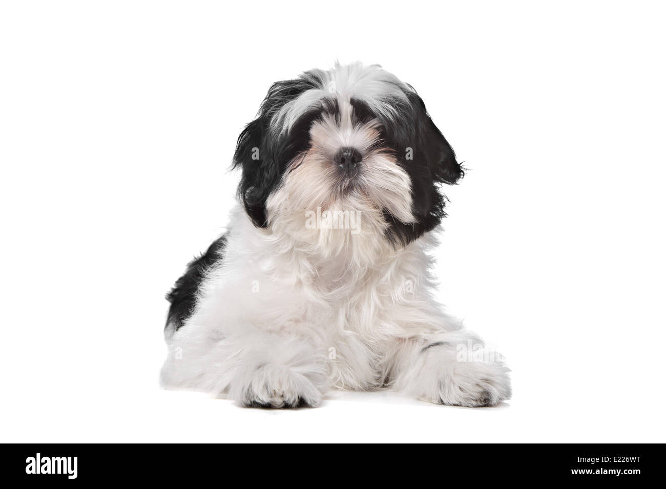 Shih Tzu dog Stock Photo - Alamy