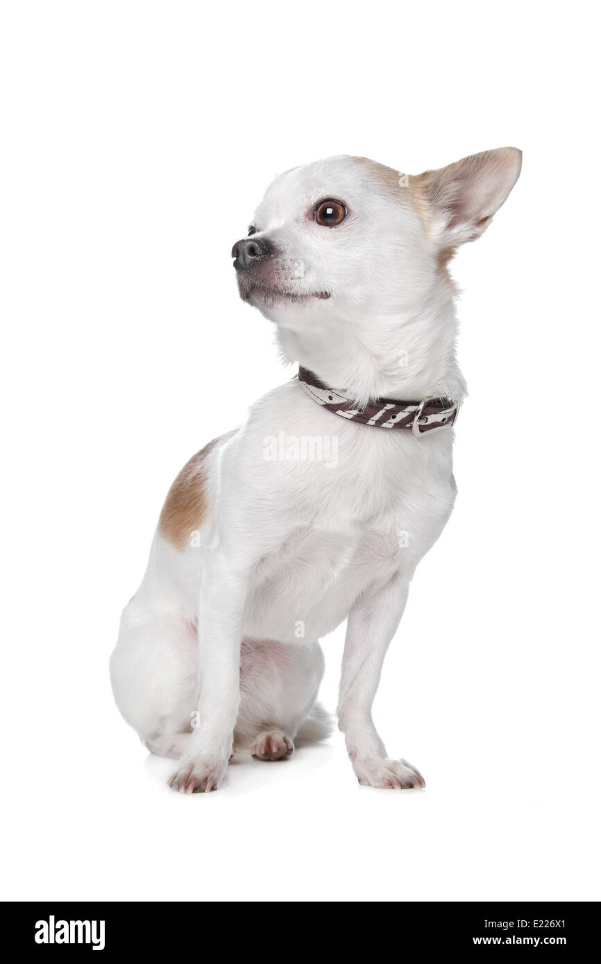 short haired chihuahua Stock Photo - Alamy