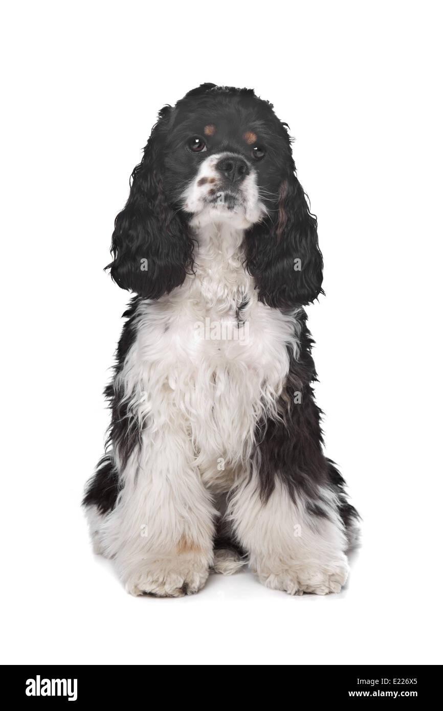American Cocker Spaniel Stock Photo - Alamy