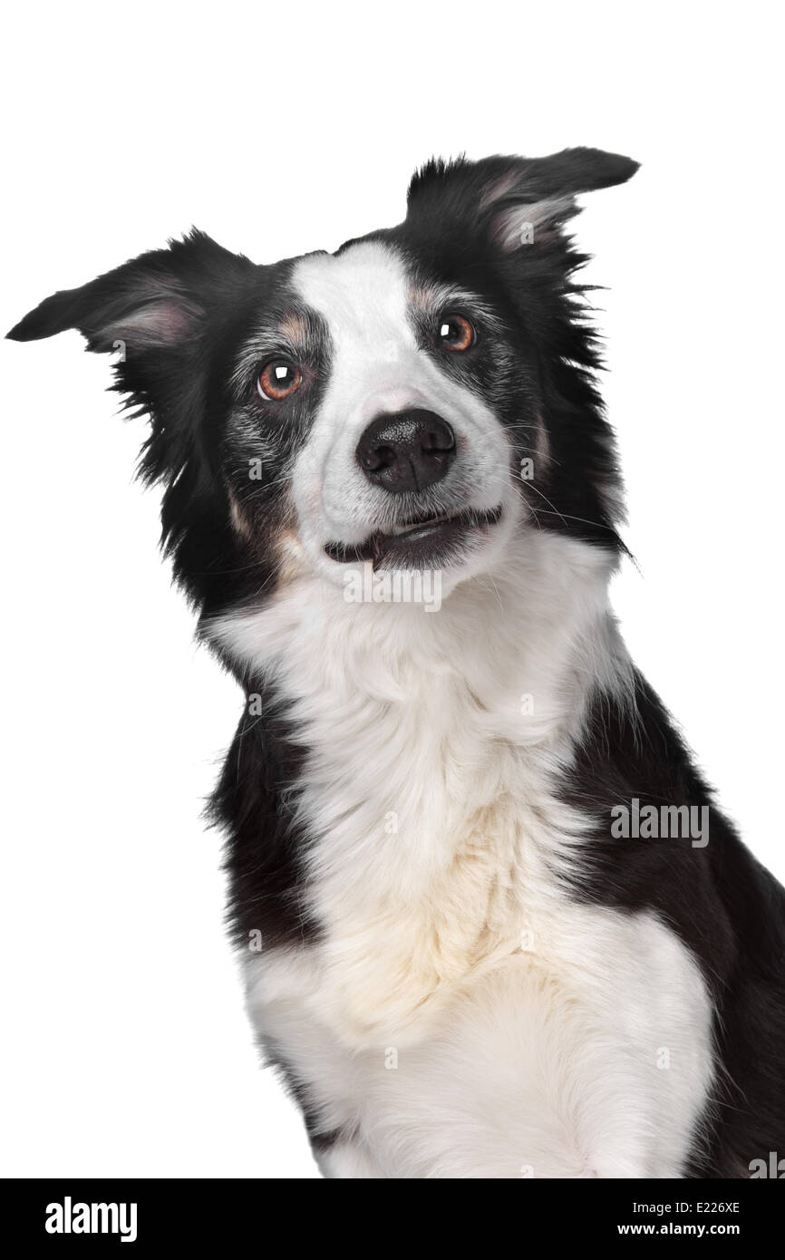 Border collie sheepdog Stock Photo - Alamy