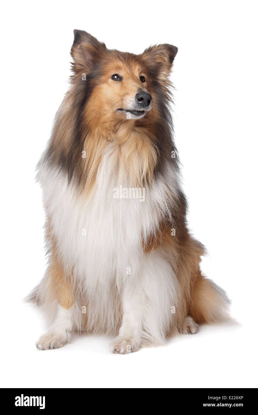 Scottish lassie hi-res stock photography and images - Alamy