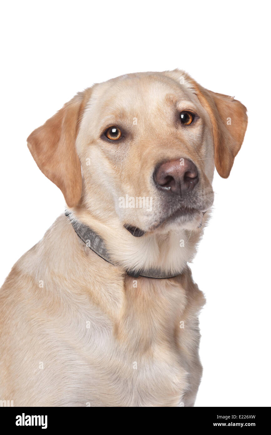 Yellow Labrador Retriever Stock Photo - Alamy