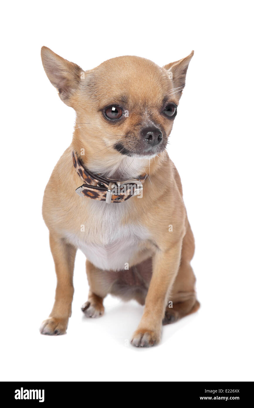 Short haired chihuahua hi-res stock photography and images - Alamy