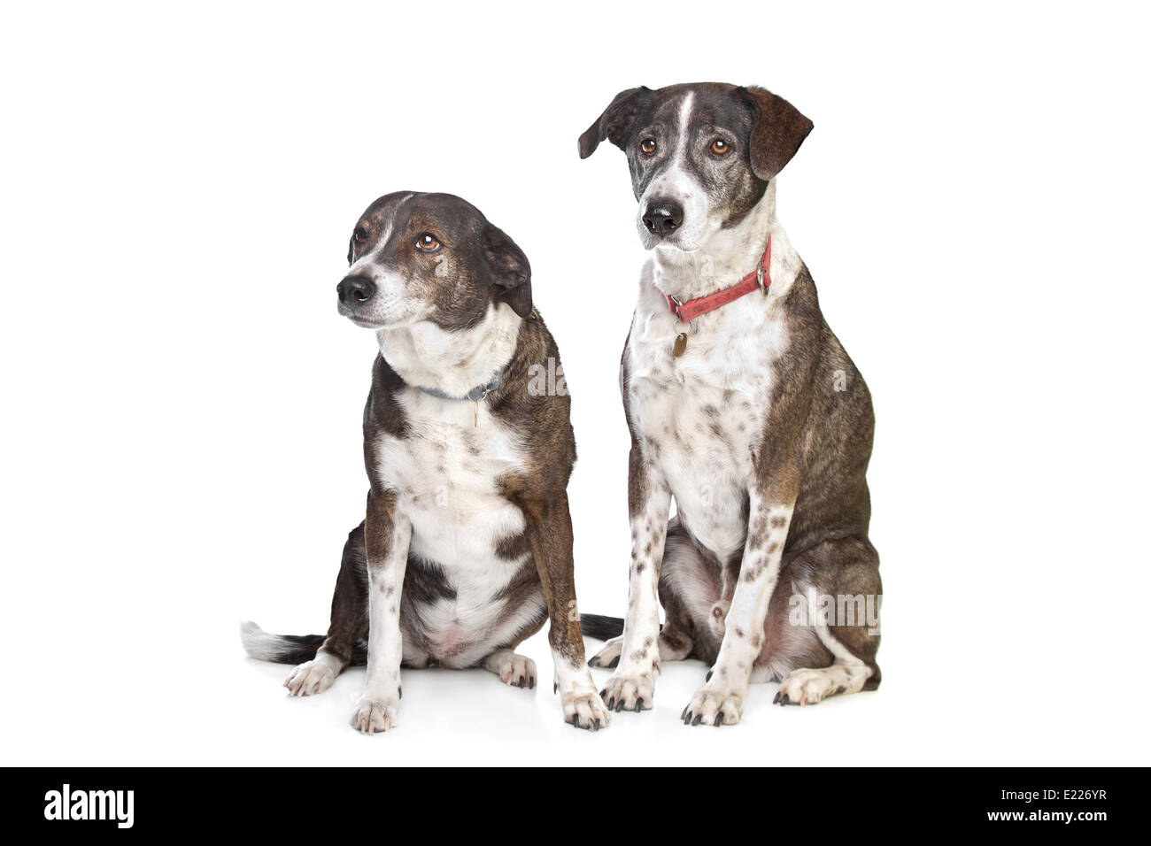 Pure breed dogs hi-res stock photography and images - Alamy