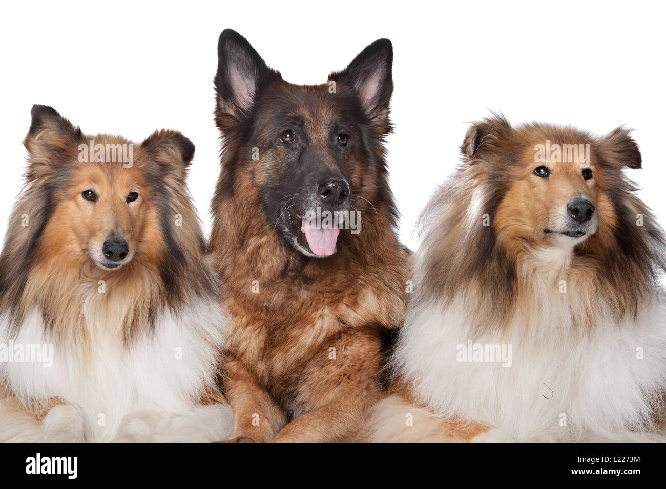 Two Rough Collie dogs and a German Shepherd Stock Photo - Alamy