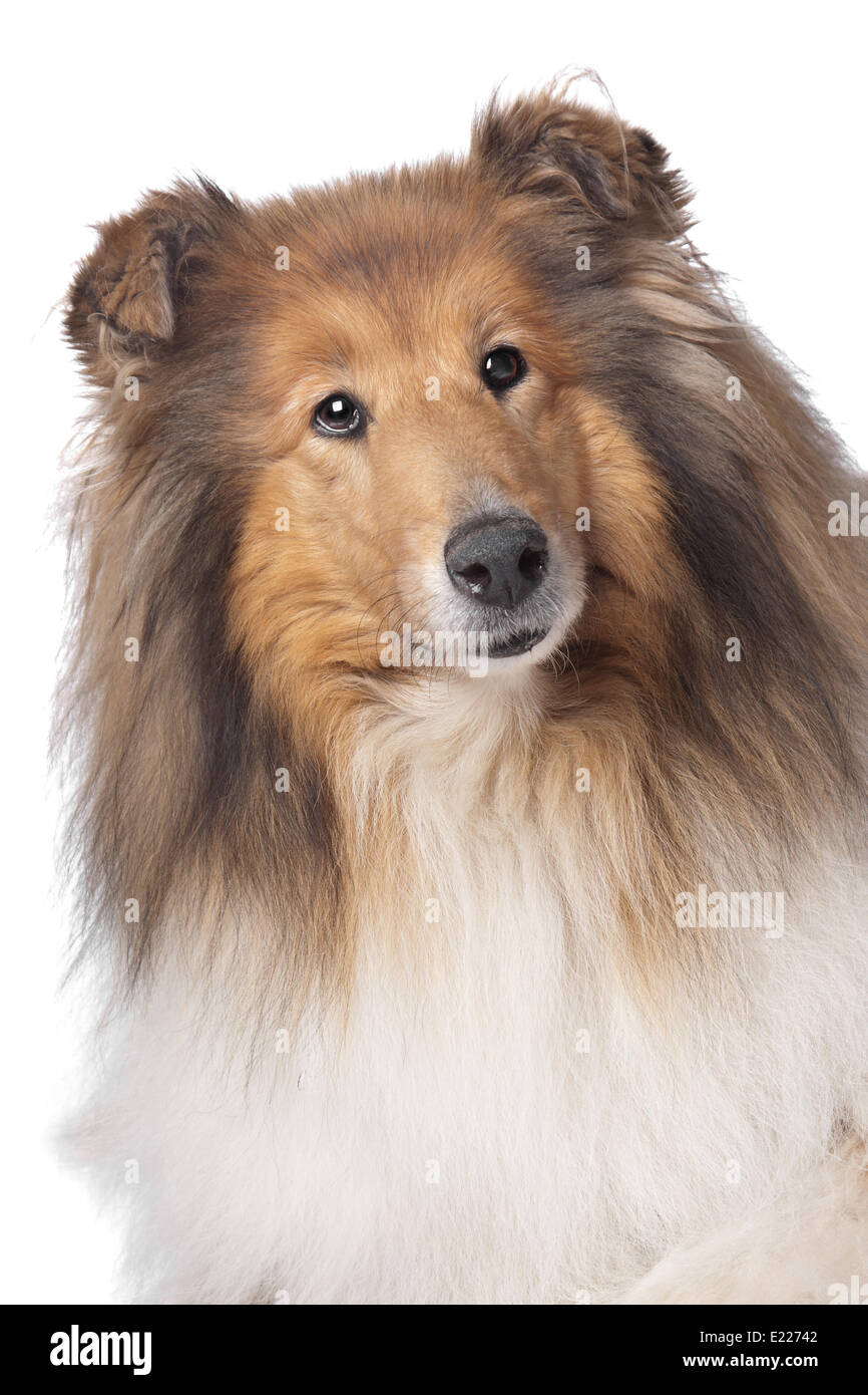 Scottish collie hi-res stock photography and images - Alamy