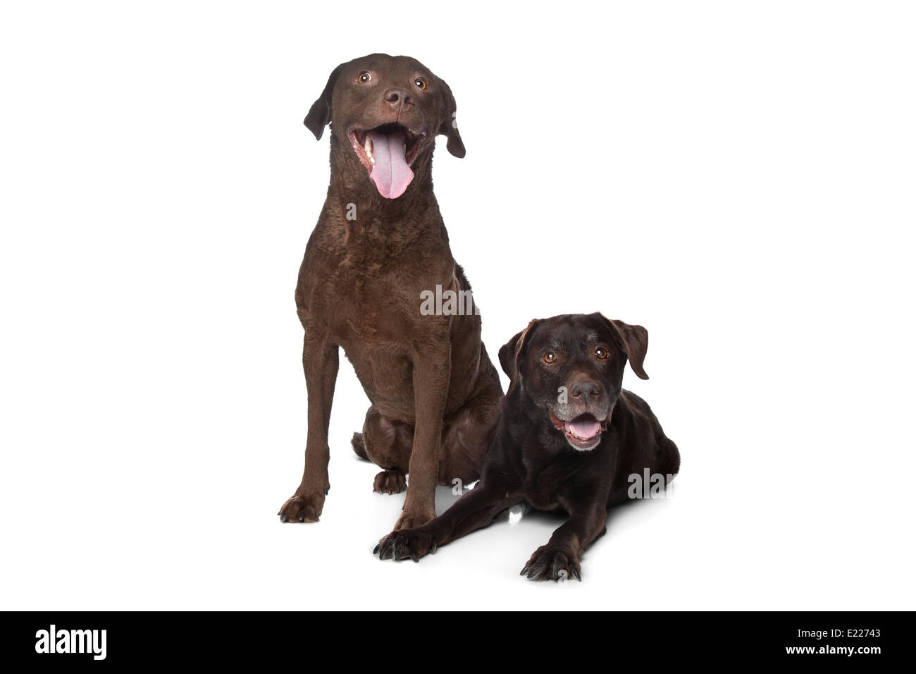 Chesapeake Bay retriever and a Labrador Stock Photo - Alamy