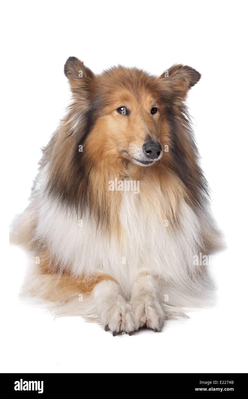 Rough collie Cut Out Stock Images & Pictures - Alamy