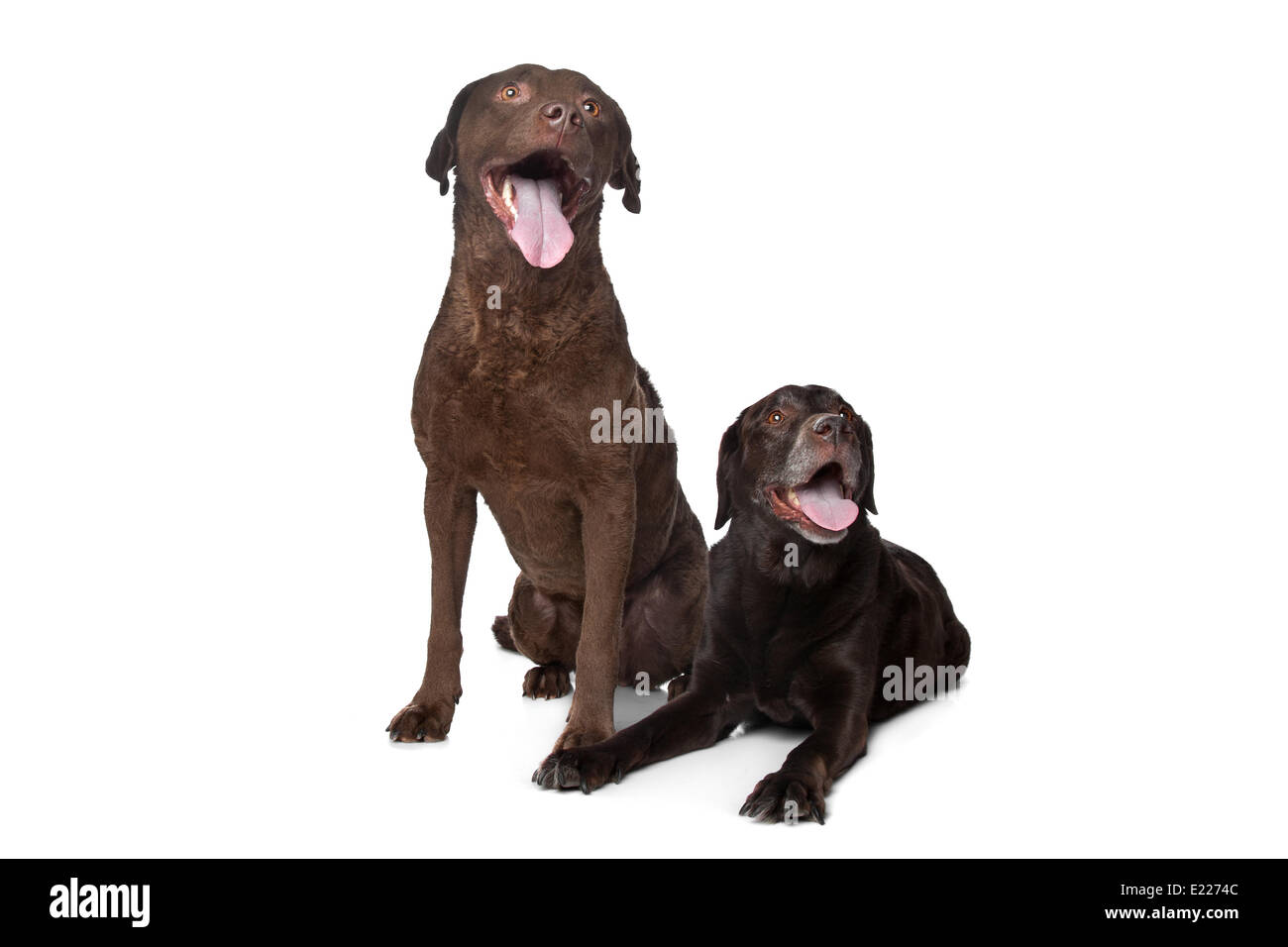 Chesapeake Bay retriever and a Labrador Stock Photo - Alamy