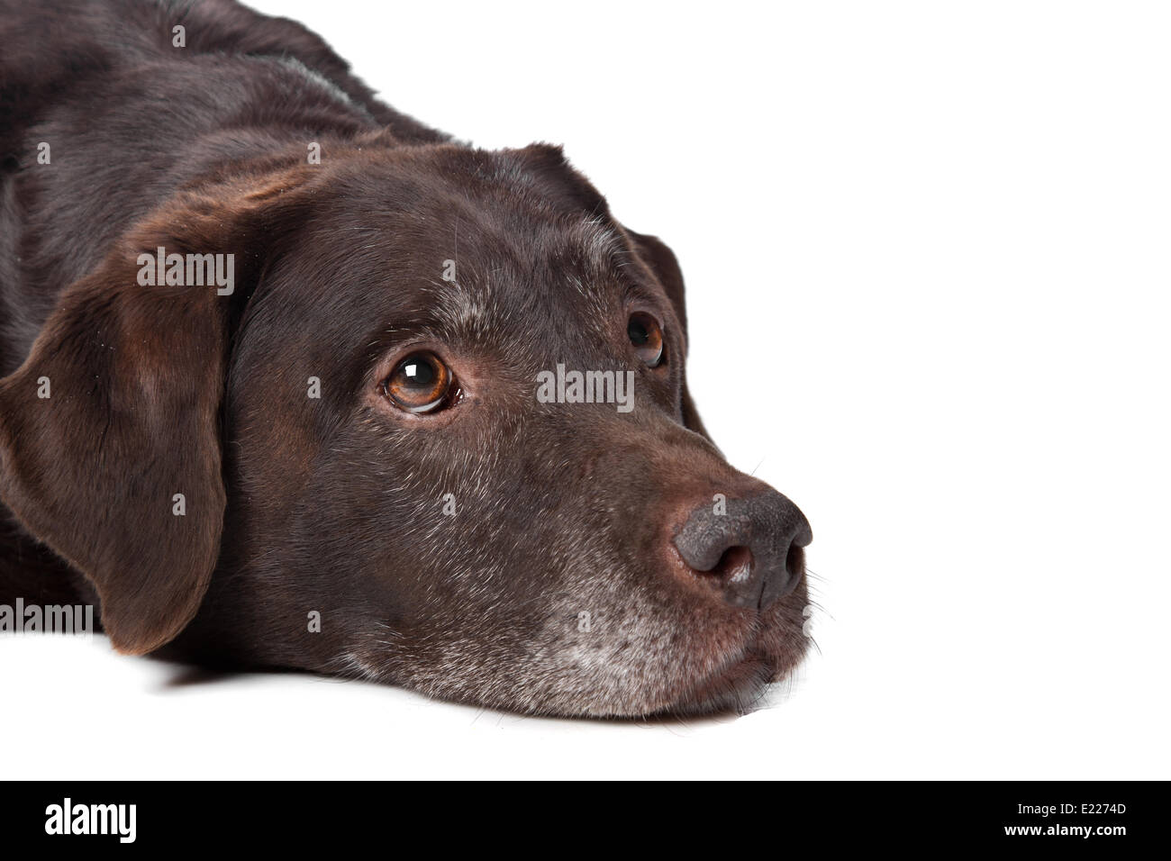 Old labrador hi-res stock photography and images - Alamy
