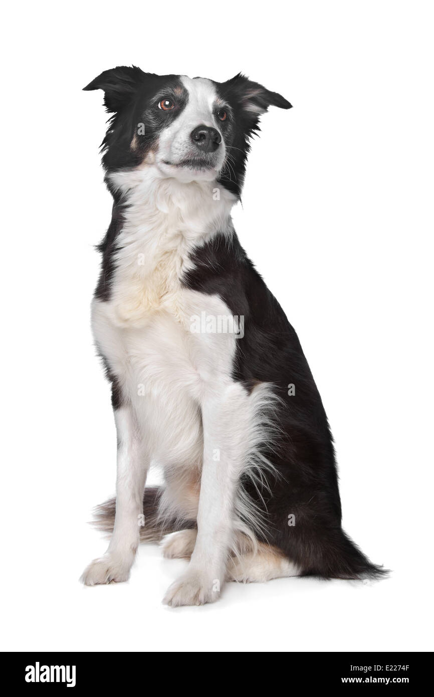 Border collie sheepdog Stock Photo - Alamy