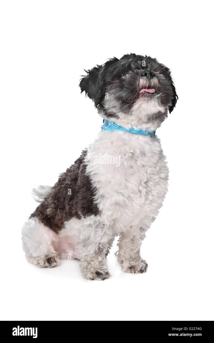 mixed breed boomer dog Stock Photo - Alamy