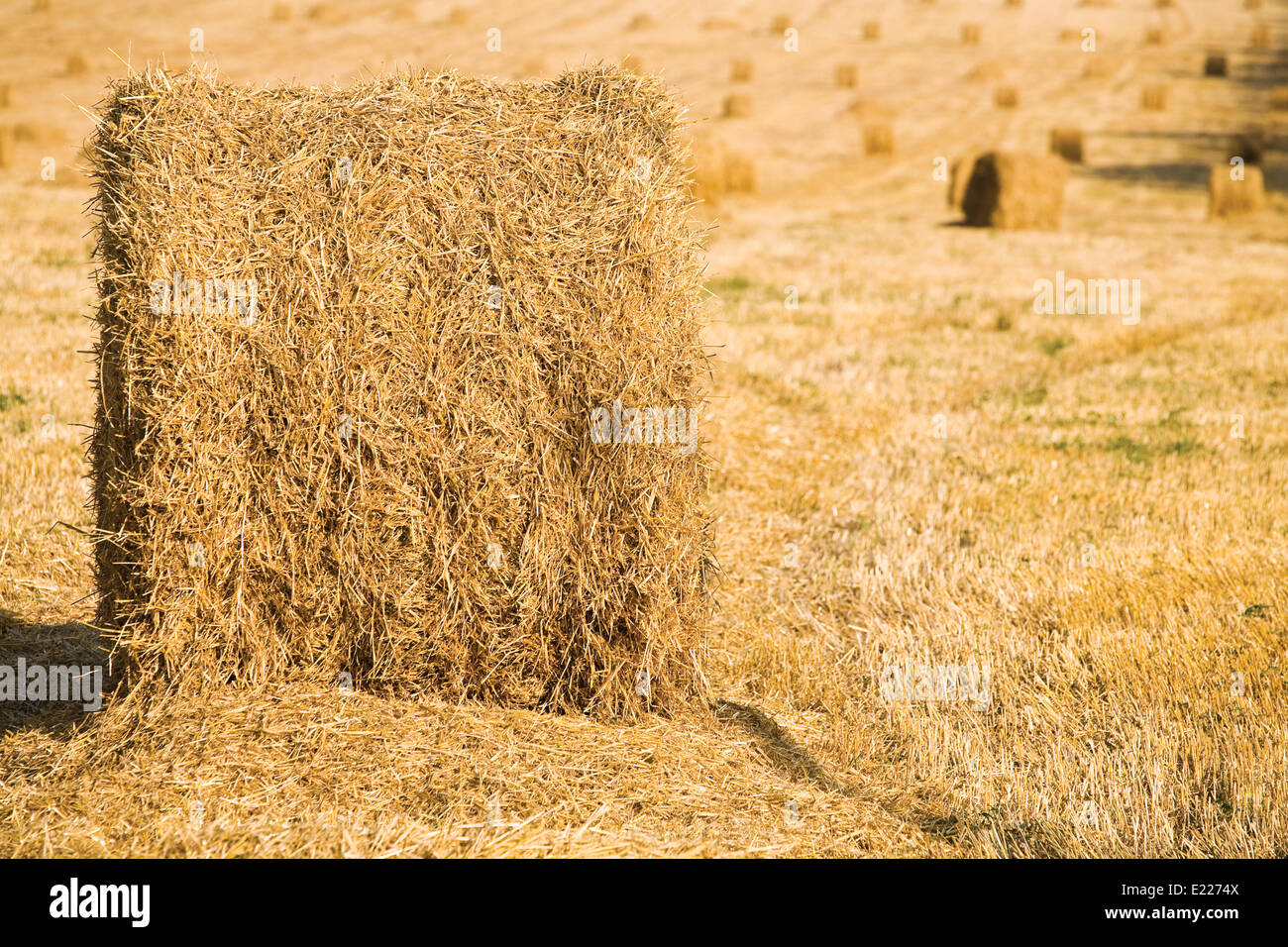 Yellow haystacks on a pure field Stock Photo - Alamy